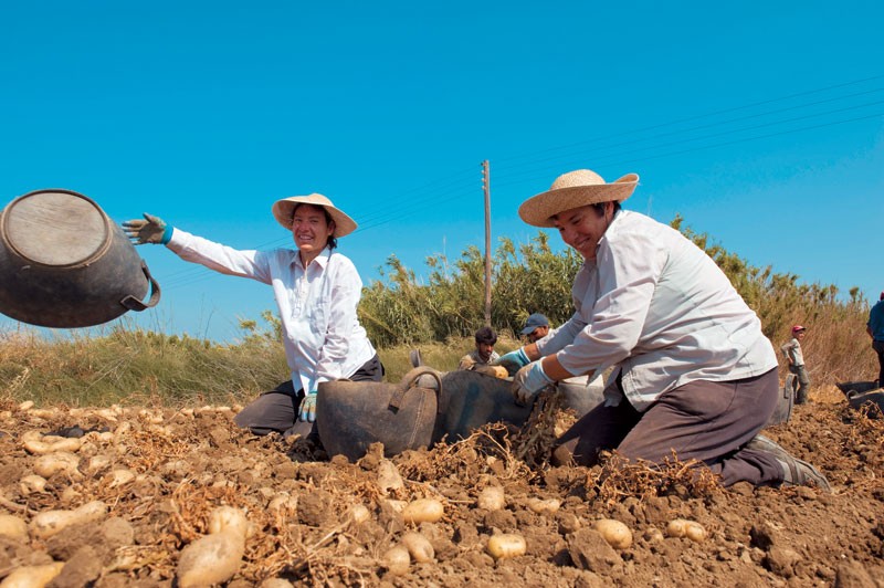 An ode to the humble potato of Naxos - ProtoThema English