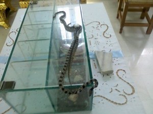 The first holy snake appeared at Kefalonia - ProtoThema English