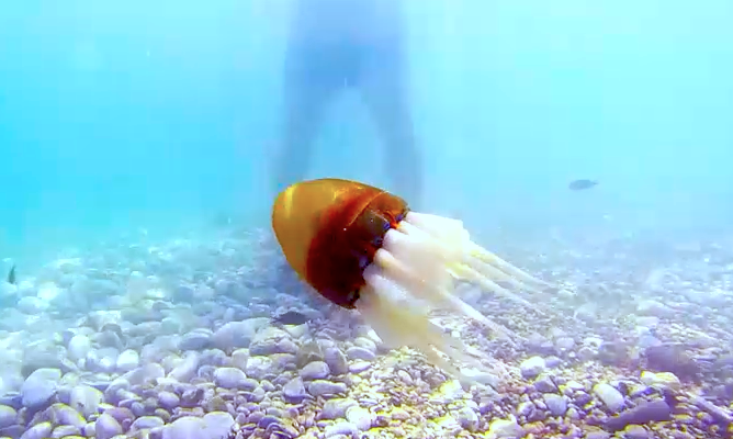 Behold the man-made octopus that's Made in Greece (watch video ...
