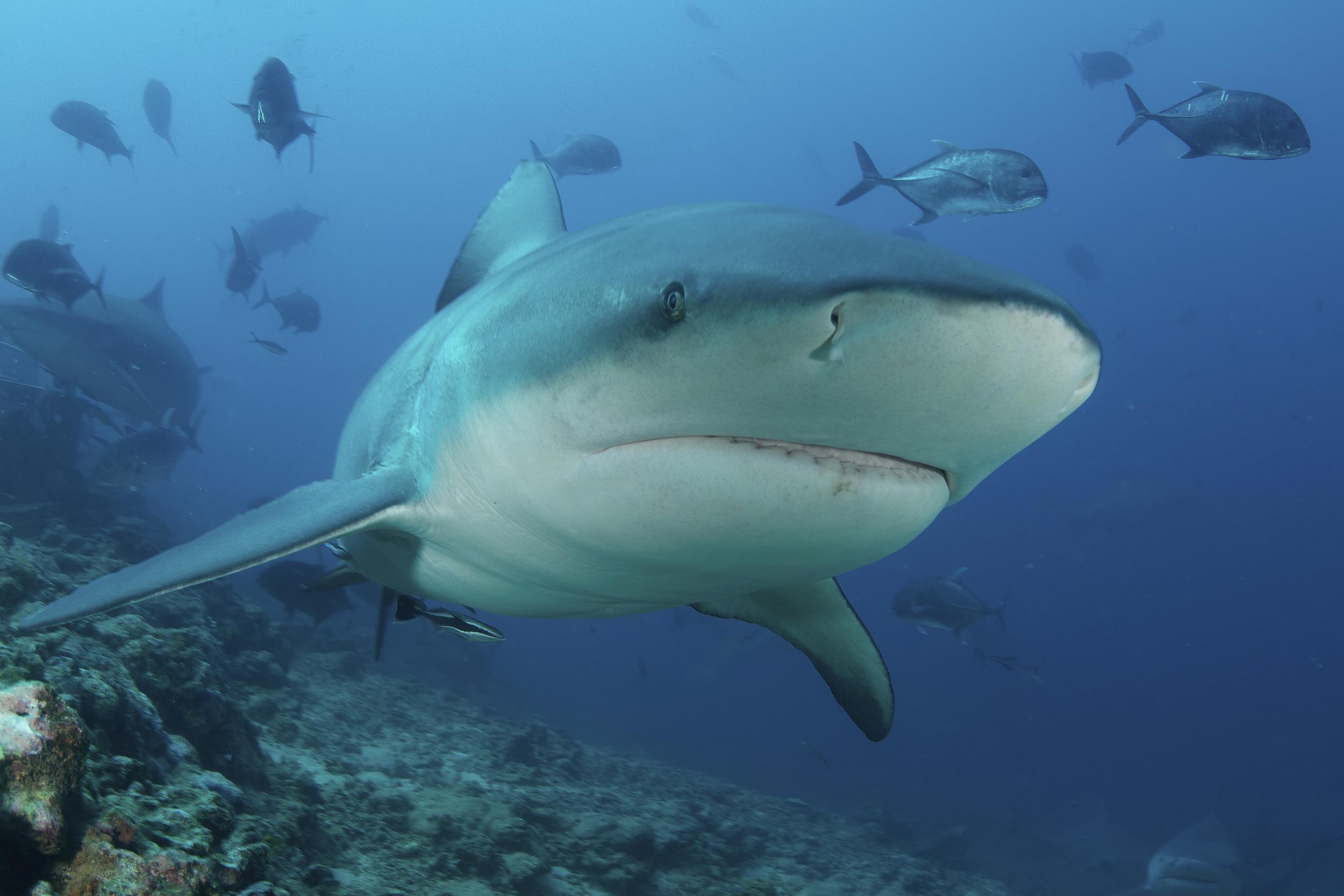 Behold the shark of Lake Ladonna! (photos + video) - ProtoThema English