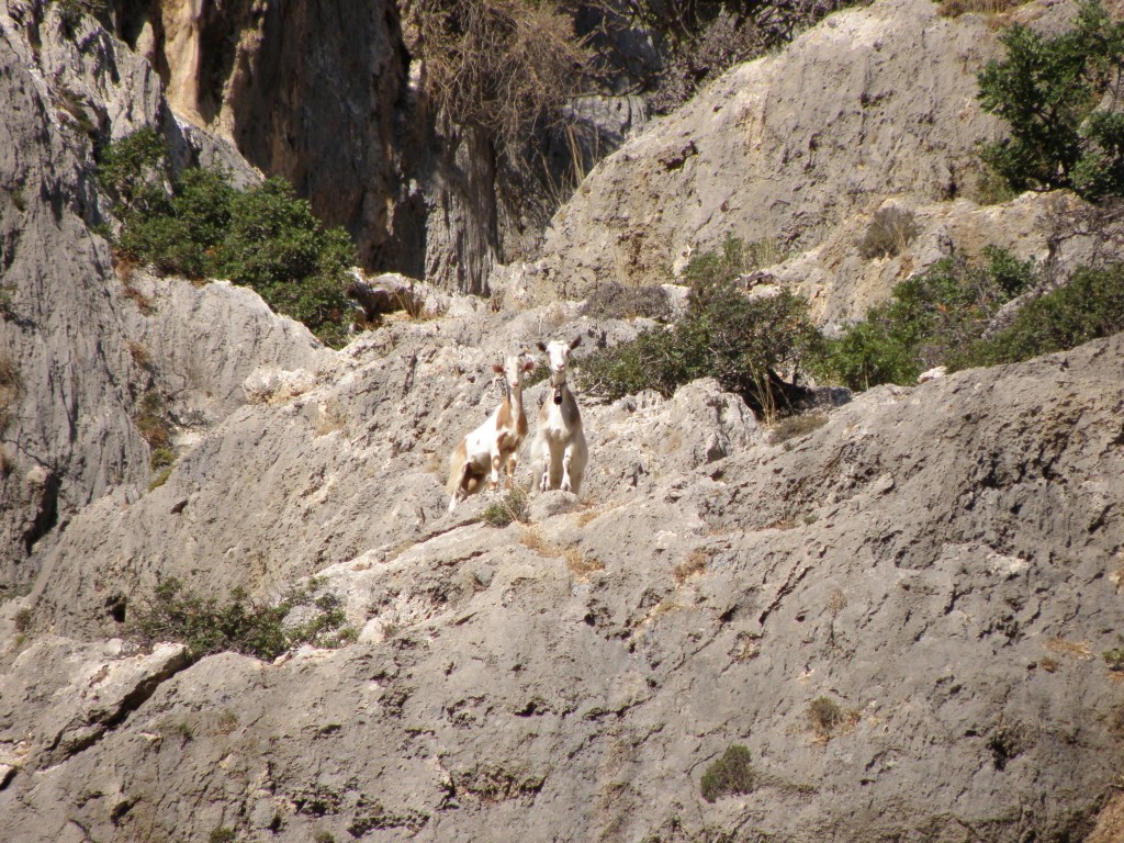 To go where the Greek goat goes (photos) - ProtoThema English