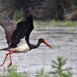 A rare black stork at the Acheron Delta | protothemanews.com