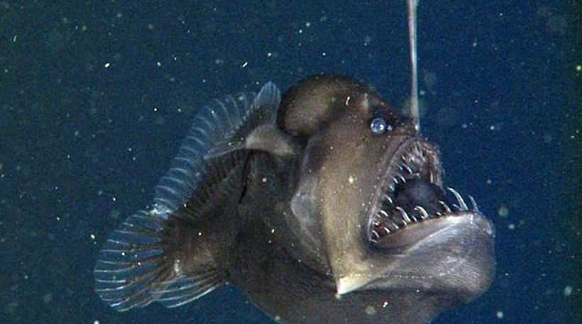 Meet the spooky black seadevil (video) - ProtoThema English