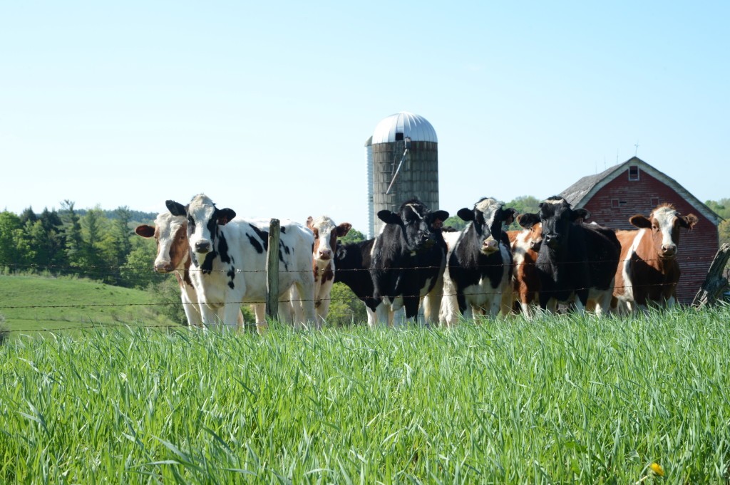 Farmers whose livestock has been hit by disease to get 16 mln euros ...