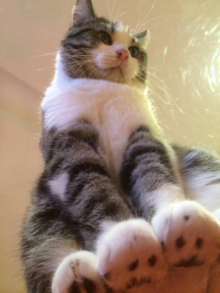 Meet the squishy cats (adorable photos) - ProtoThema English