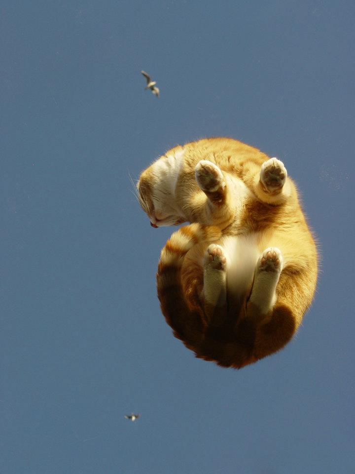 Meet the squishy cats (adorable photos) - ProtoThema English