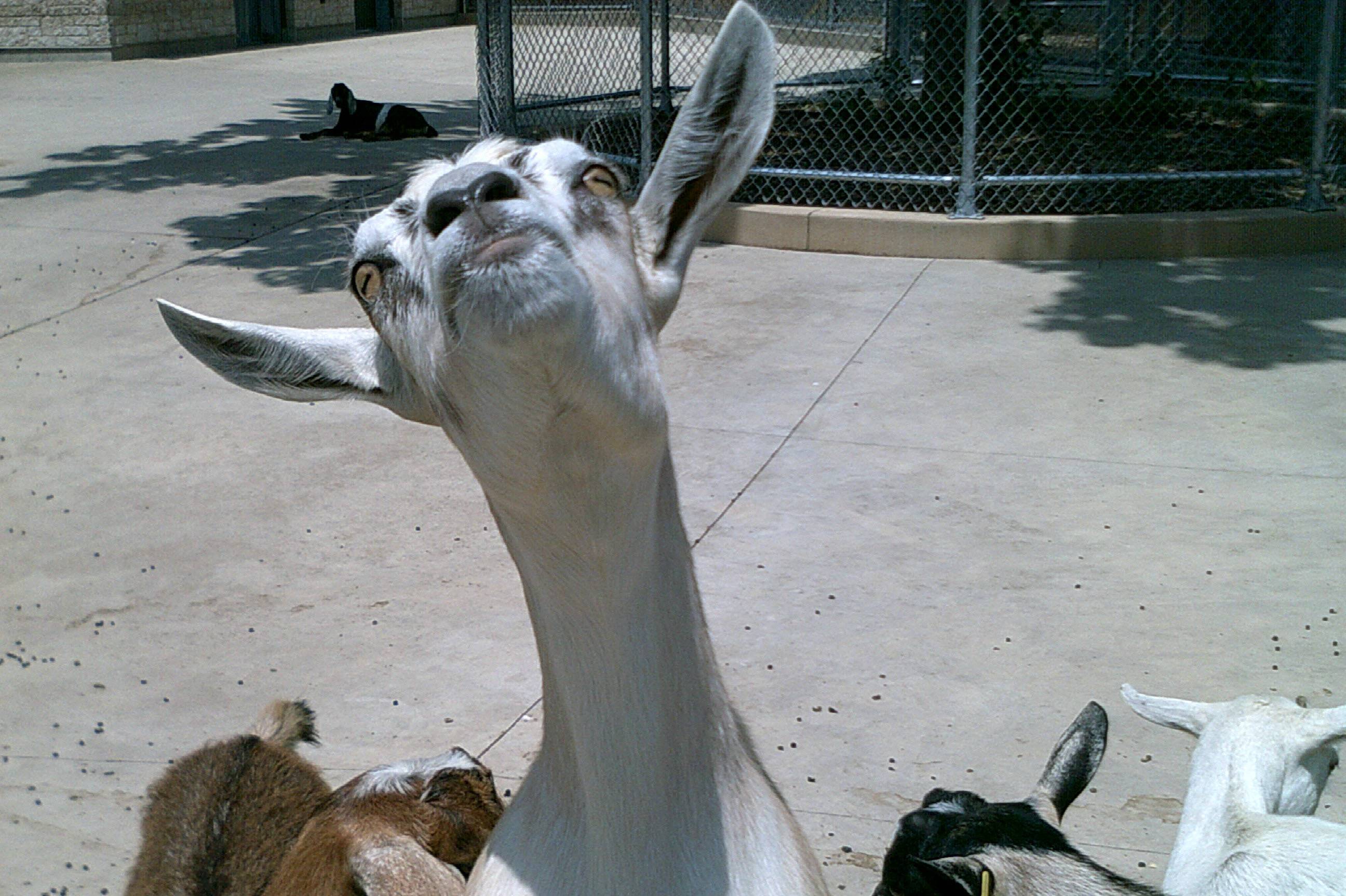 The stubborn killer goats of Greece (photo + video) - ProtoThema English