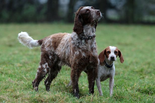 Romeo and Juliet: A true story of the doggone lovers (photos ...