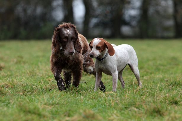 Romeo and Juliet: A true story of the doggone lovers (photos ...