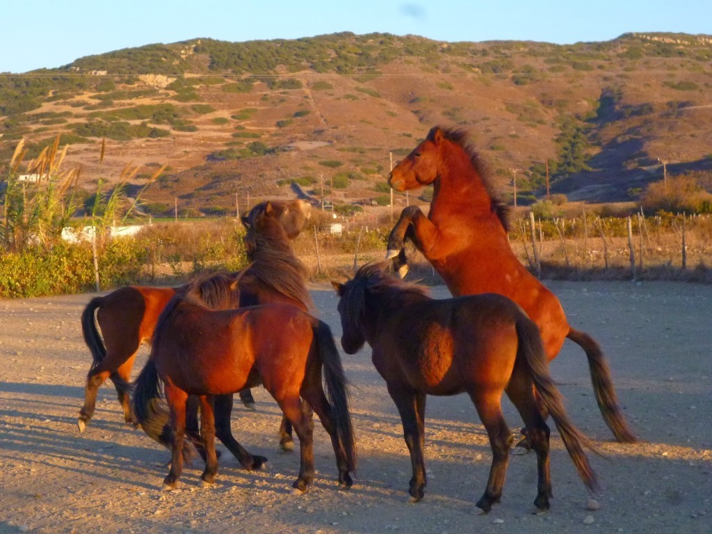 Skyros Pony - ProtoThema English