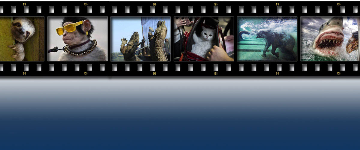 Time Magazine's 50 animal photos of the year - ProtoThema English