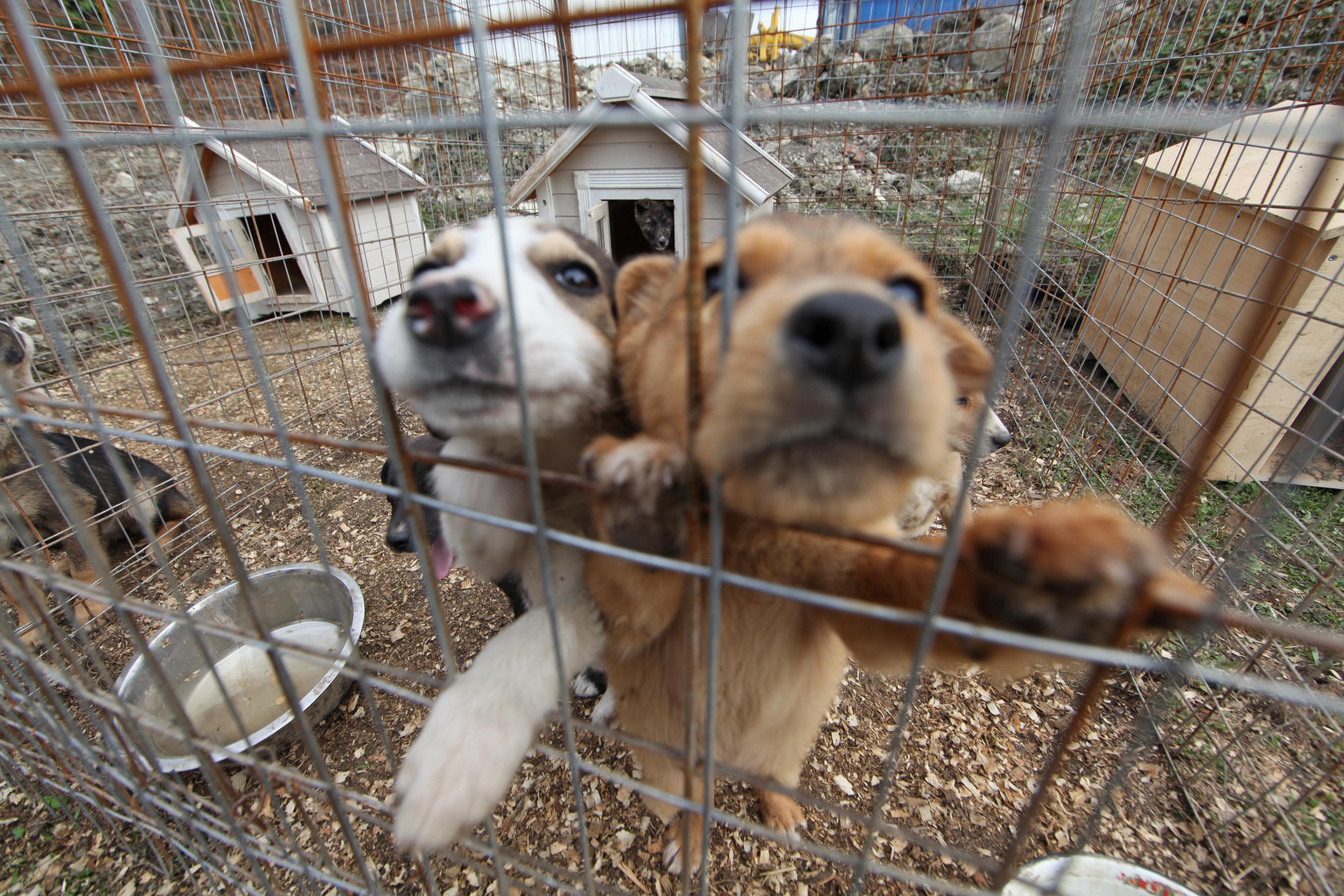 Activist: Stray dogs exported for use in bestiality acts; medical ...