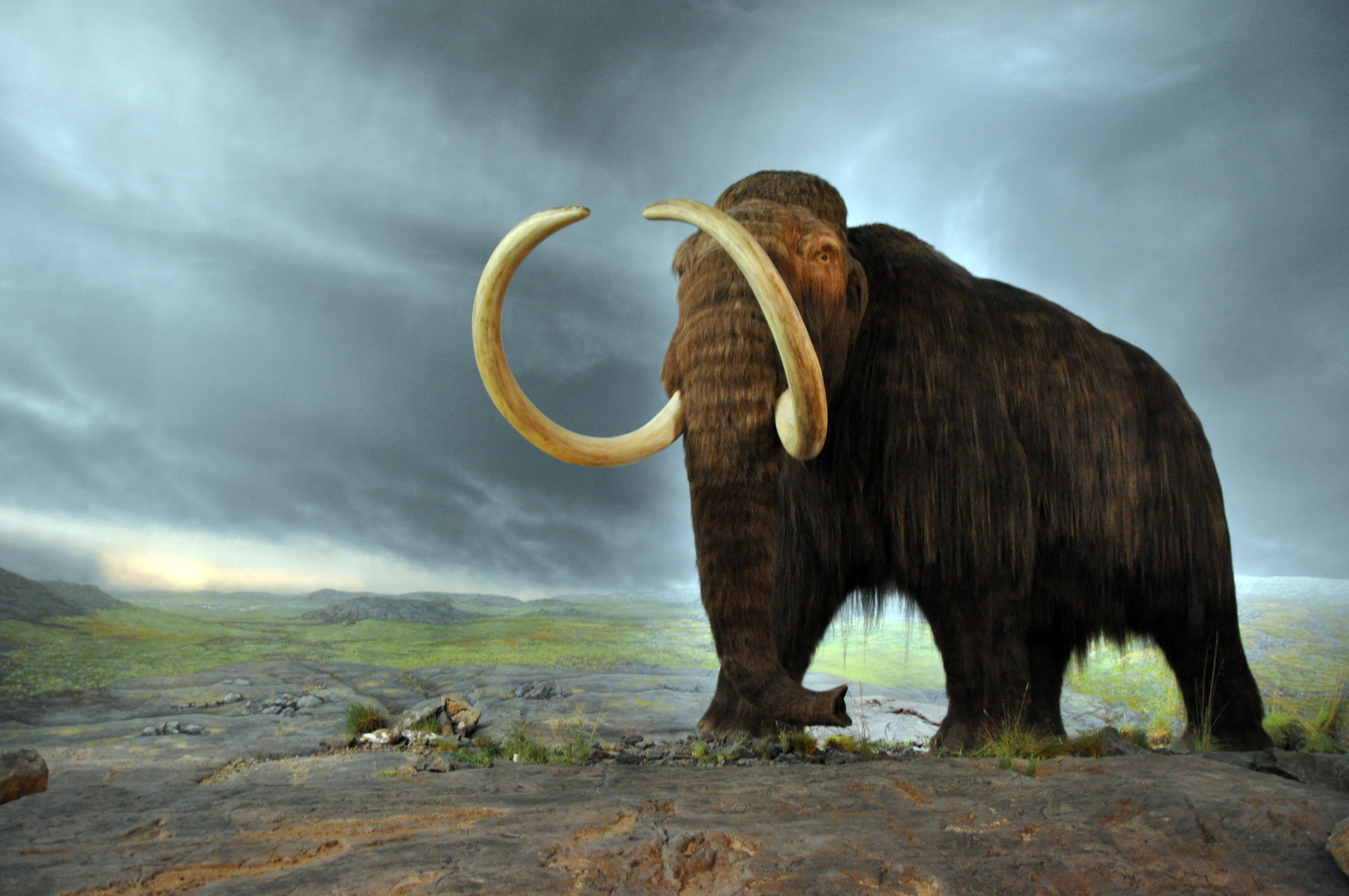 Harvard scientist works to bring back mammoth from extinction ...