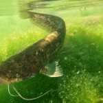 Aristotle’s catfish | protothemanews.com