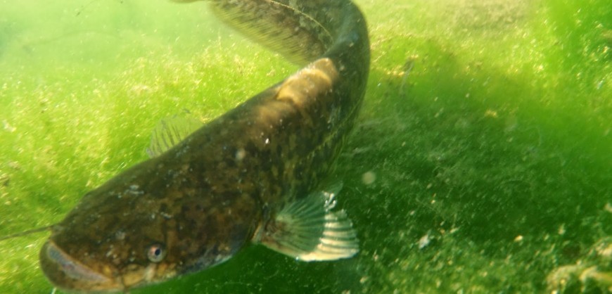 Aristotle’s catfish | protothemanews.com