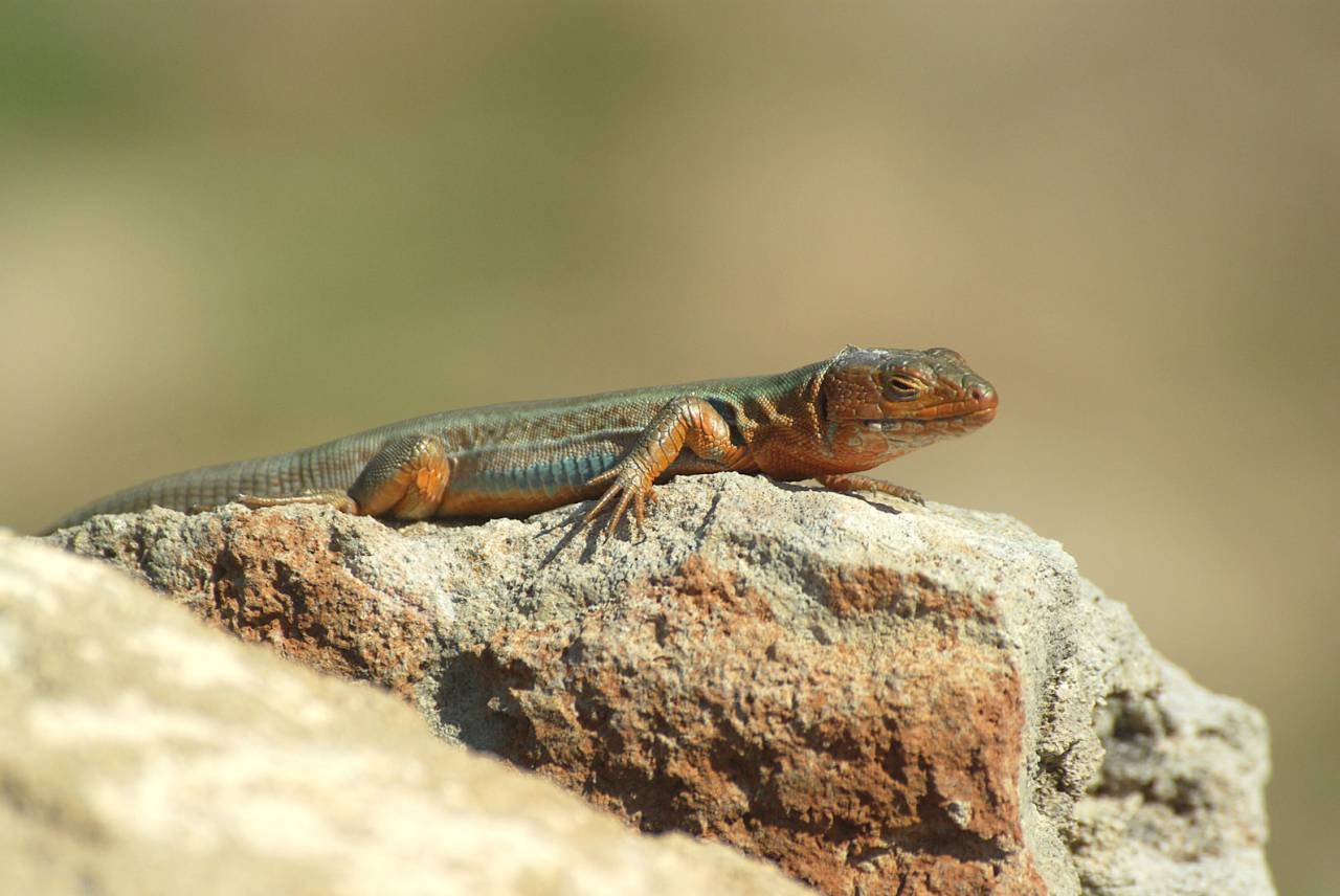 The Peloponnese wall lizard - ProtoThema English
