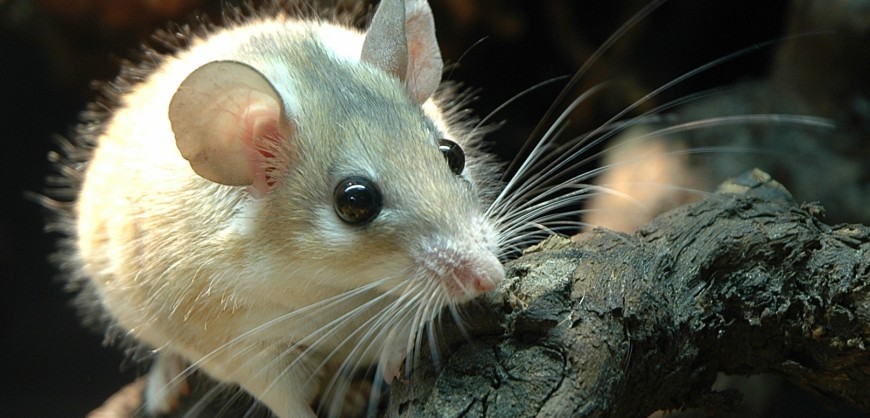 Cretan Spiny Mouse | protothemanews.com