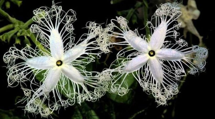Stunning photos of the world's most unusual flowers - ProtoThema English