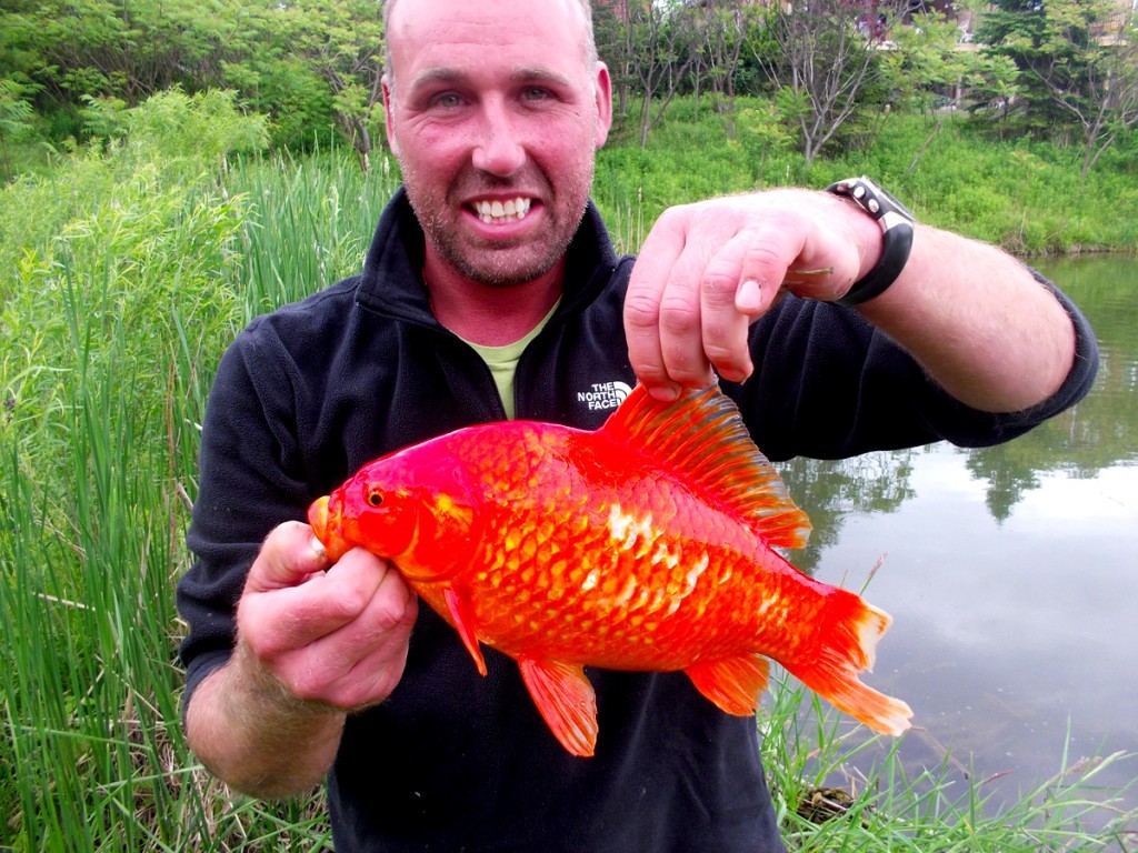 'Giant' goldfish are real! (amazing pics) - ProtoThema English