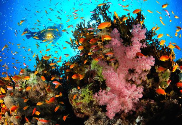 'Coral Reef' returns to Athens Planetarium - ProtoThema English