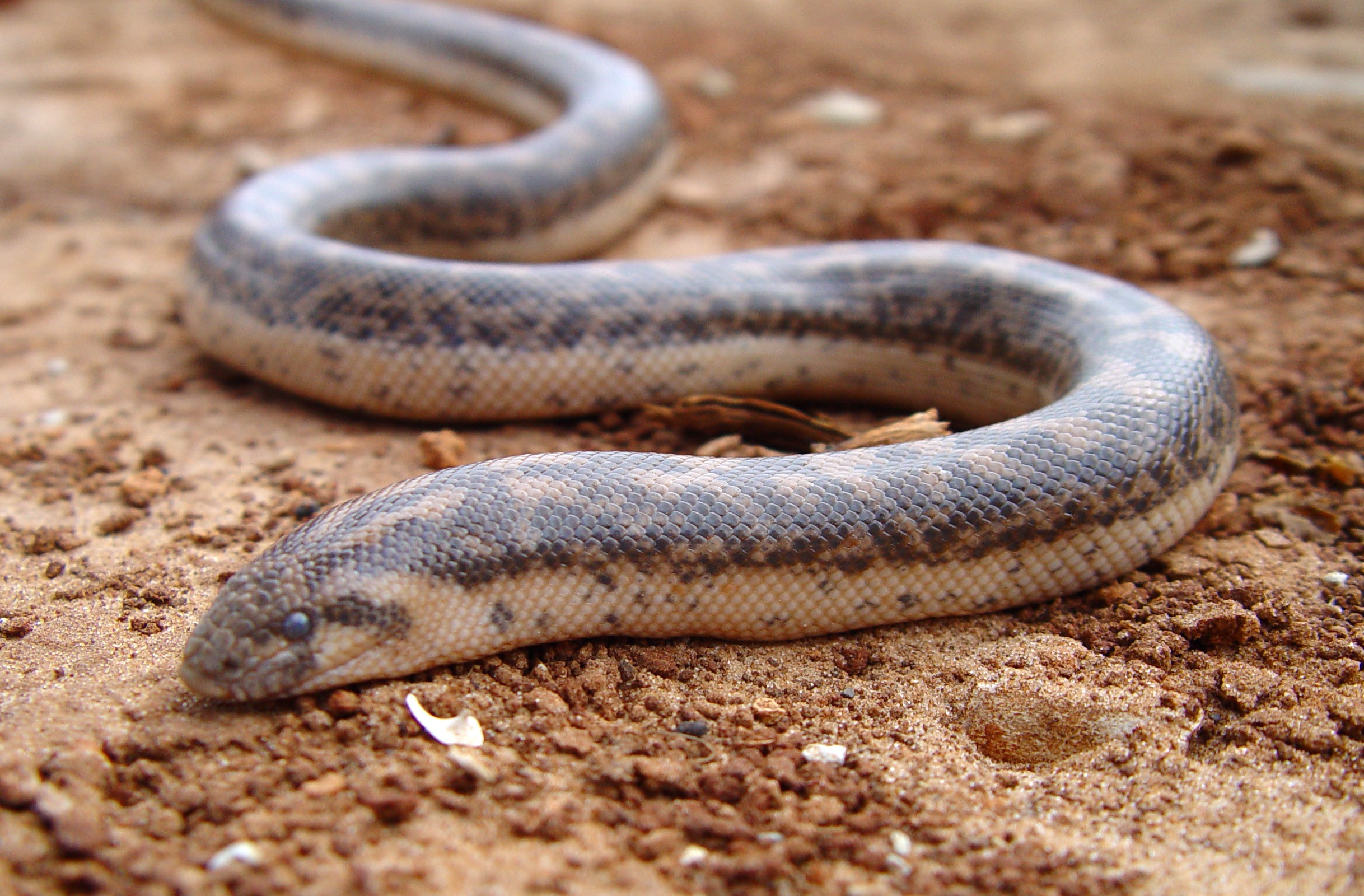 Scientists rediscover a snake used by ancient Greeks as a war weapon ...