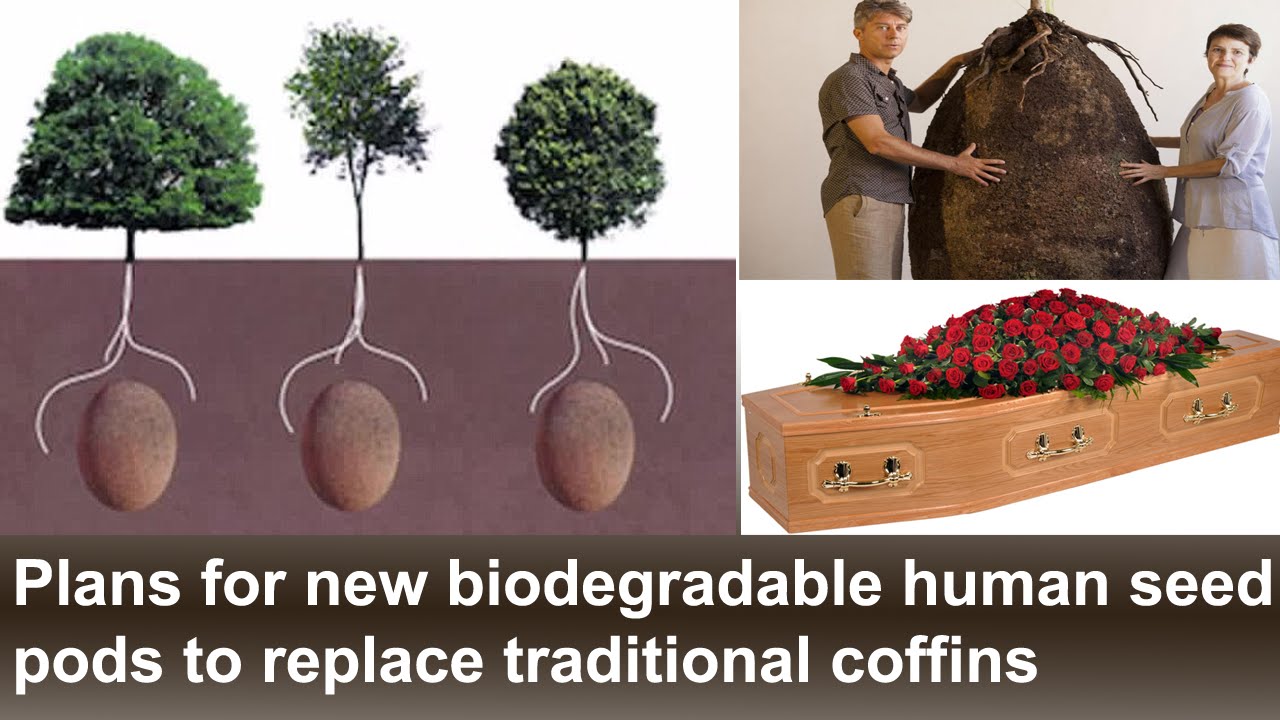 Bye bye coffins and cremation... become an after-life compost of death ...