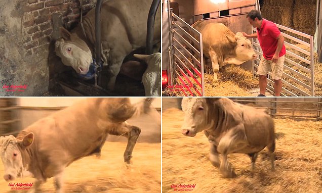 Touching video: A bull gets his first taste of freedom - ProtoThema English