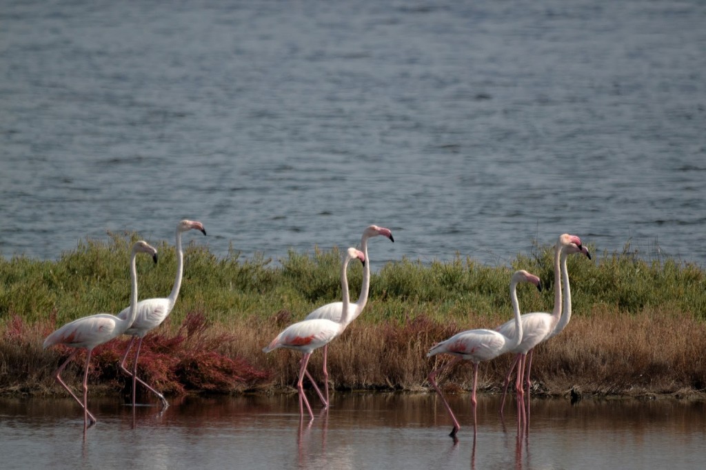 Lake Vistonida, Xanthi - ProtoThema English
