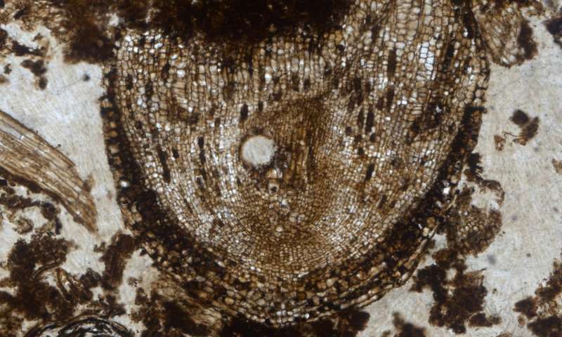 Scientists find oldest stem cells in 320 million-year-old tree fossil ...
