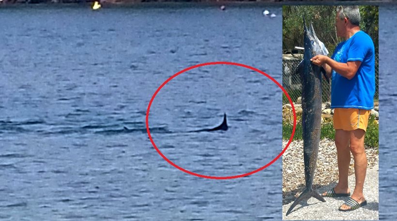 Swordfish sparks frenzy on Volos beach (pics) - ProtoThema English