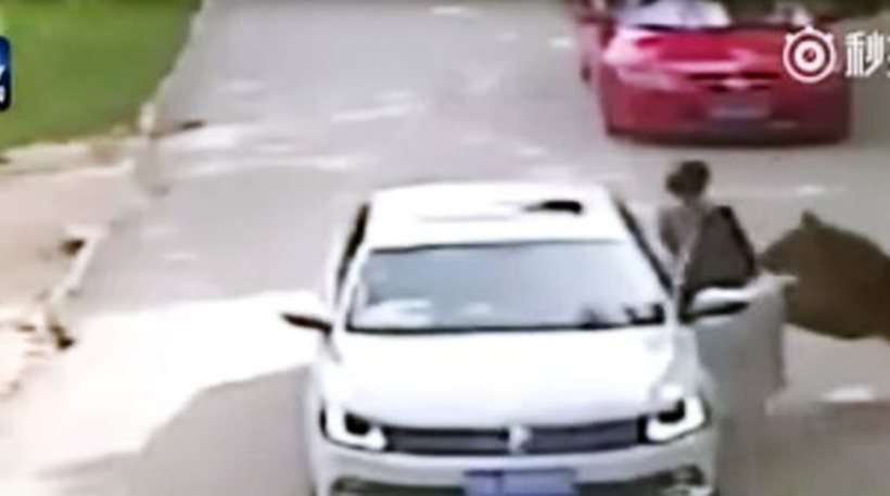 Woman in China mauled to death by tiger (warning: graphic video ...