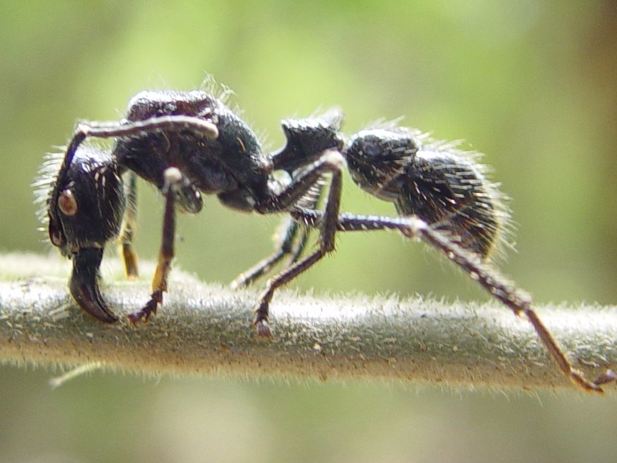 10 most painful insect stings in the world (photos) - ProtoThema English