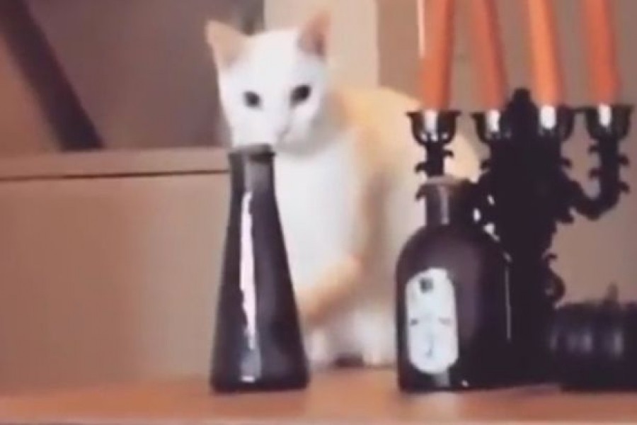 Video The Cutest Cat Goes Viral Protothema English