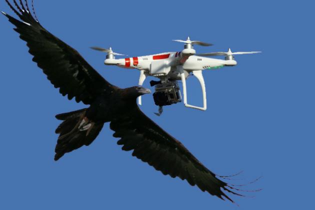 Top animals vs drones compilation (VIDEO) - ProtoThema English