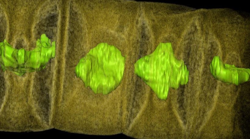 Oldest primitive algae discovered in India - ProtoThema English