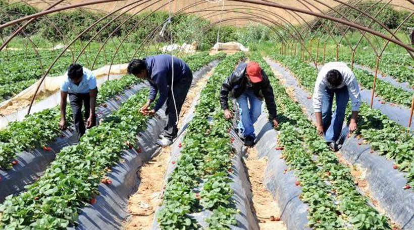 ECHR condemns Greece over Manolada forced labour plantation ...