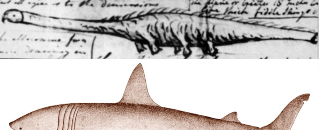 The Stronsay Beast: The strange carcass washed ashore on the Scottish ...