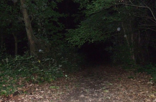 Creepiest forests in the world! (photos) - ProtoThema English