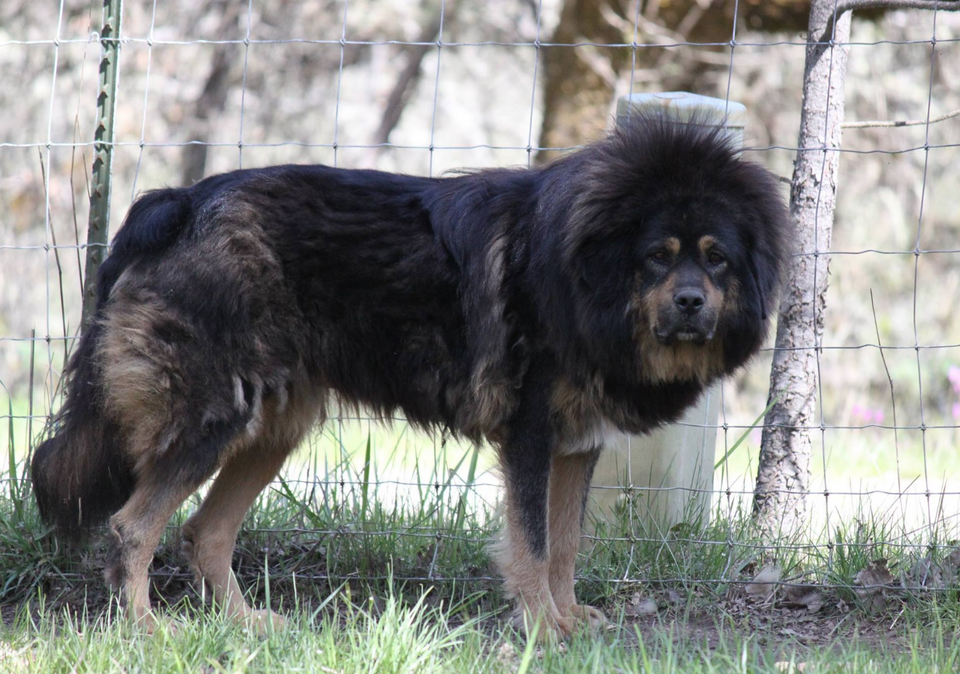 Owners must "debark" dogs through surgery, court rules in US ...