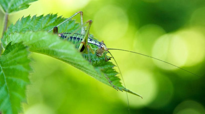 New insect species discovered in Rhodes! - ProtoThema English