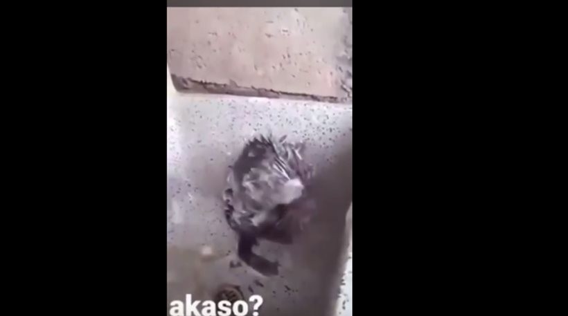 Incredible video shows rat showering exactly like human! (video ...