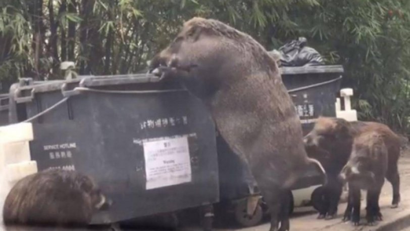Watch "Pigzilla", the giant wild boar rummaging through bins in Hong ...