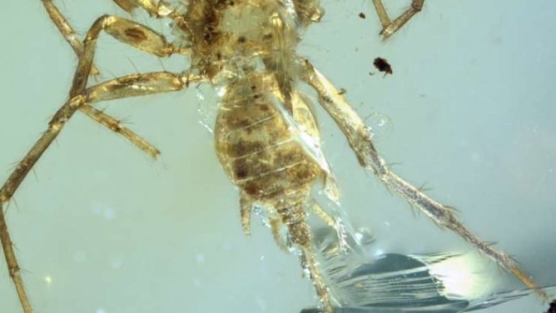 100-million-year-old spider discovered! - ProtoThema English