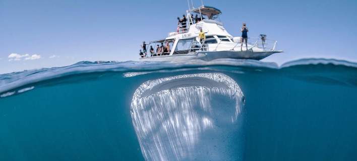 Incredible photo of world’s largest fish under a boat (video-photo ...