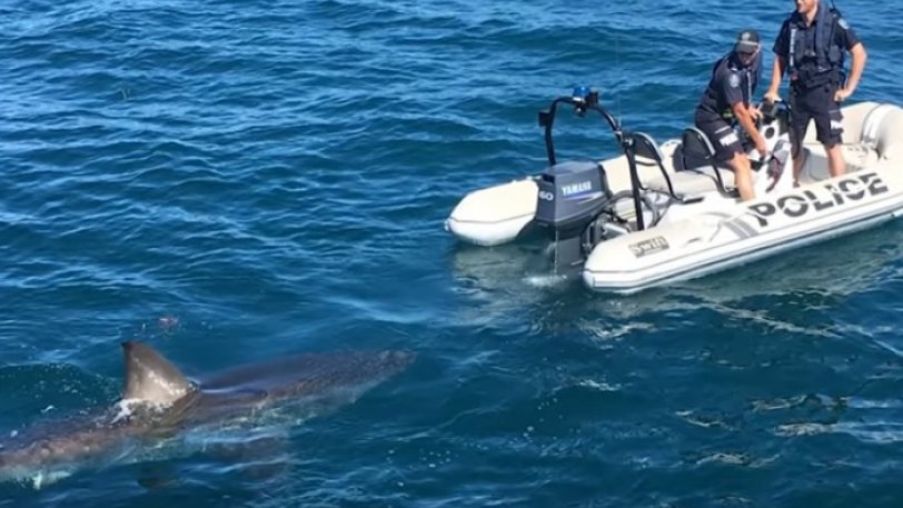 Great white shark "interrupts" drug enforcement operation! (video ...