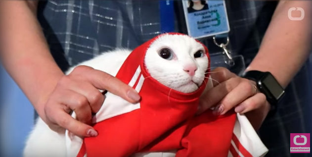 Russian cat "Achilles" predicts win of host team in first World Cup ...