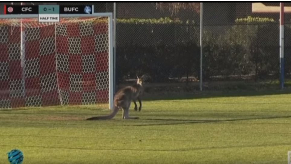 Kangaroo invades soccer pitch (video) - ProtoThema English