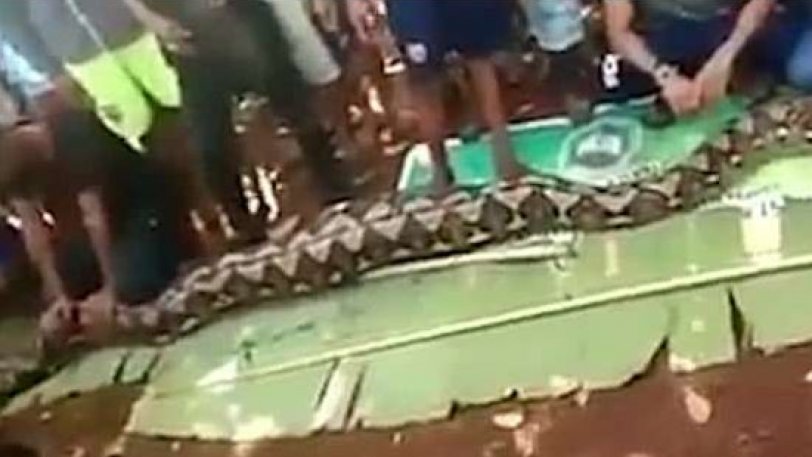 Woman swallowed alive by giant python while gardening! (warning ...