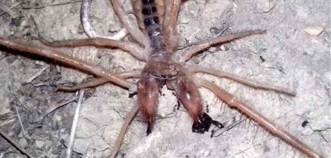 Large camel spider horrifies Trikala family (photo) | protothemanews.com