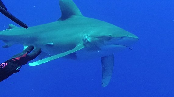 Amazing video of fearless diver freeing shark from hook! (video ...